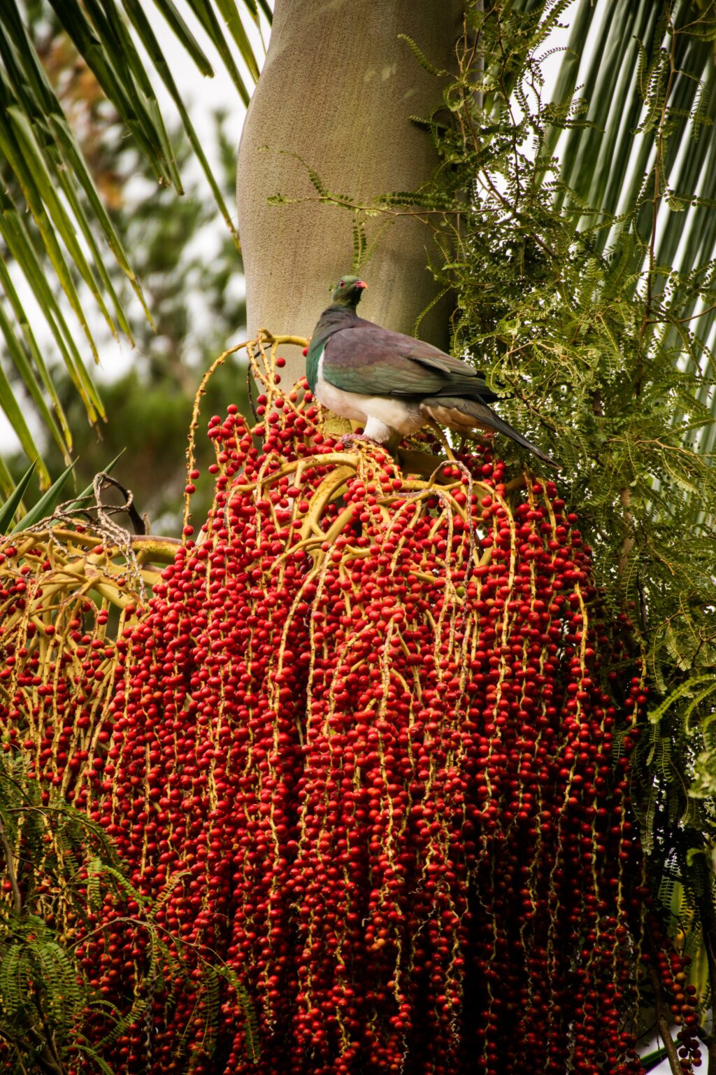 Free July Pattern: Nīkau Sweater | Zealana